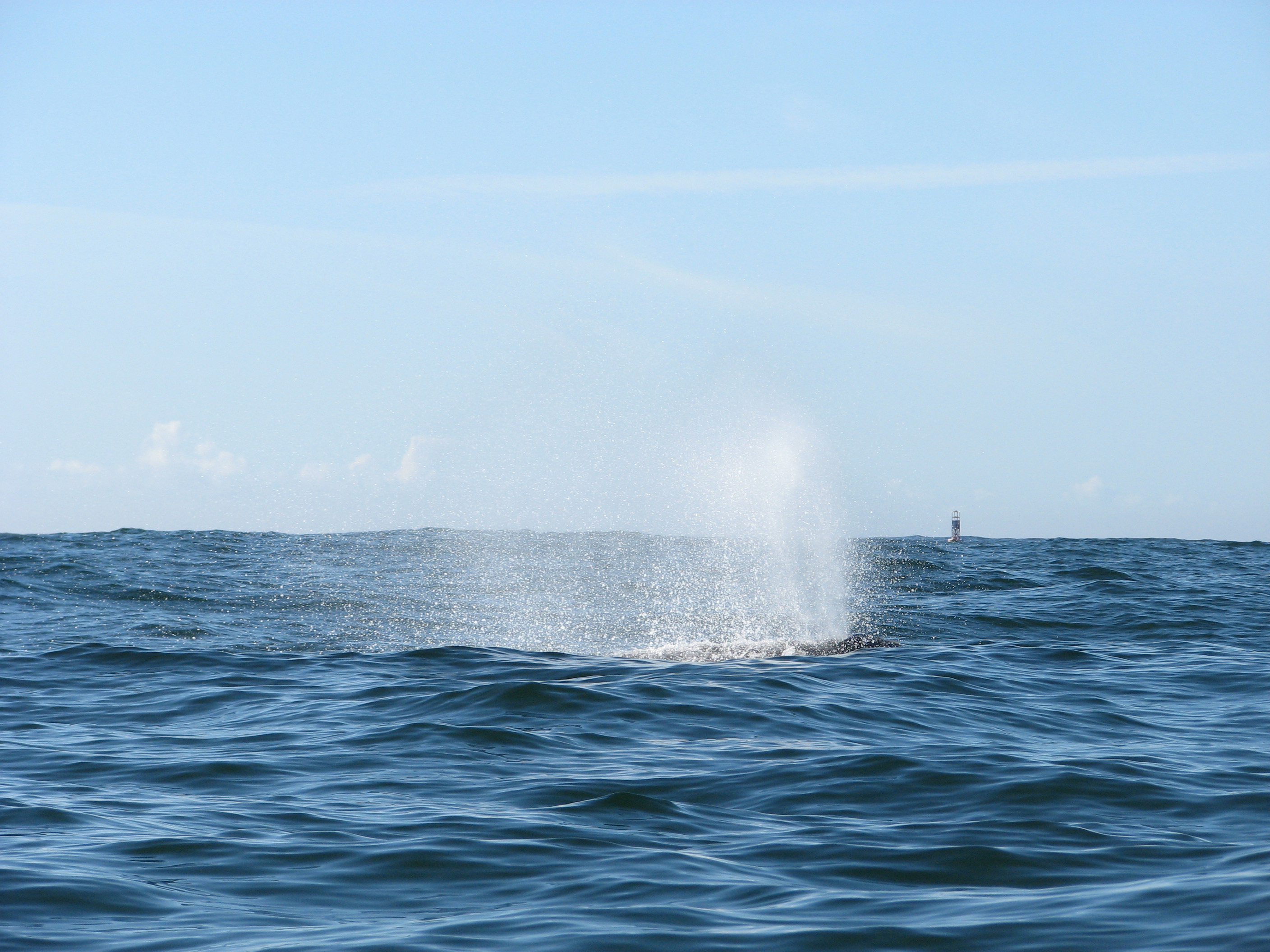 Spray « Oregon Whale Watch